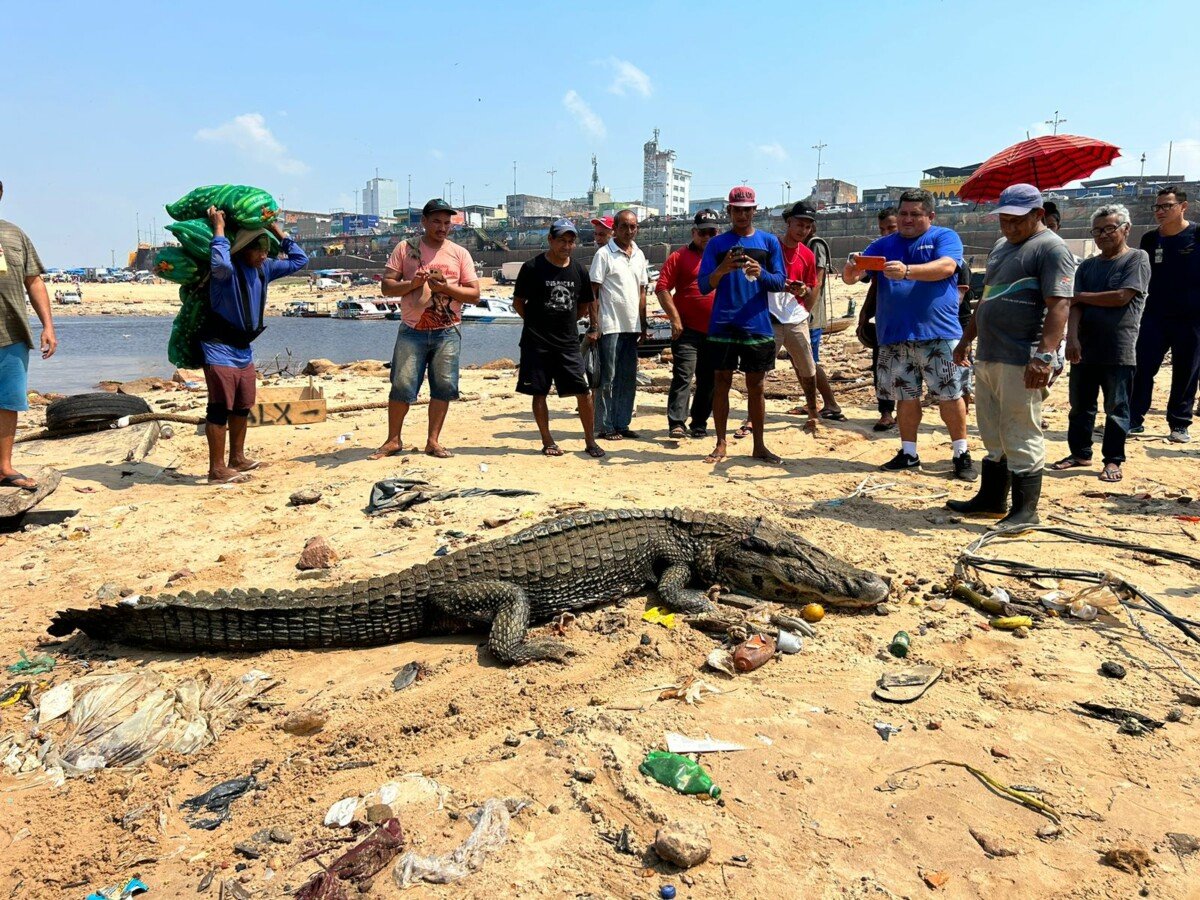 Seca no Amazonas faz jacaré gigante subir em terra em busca de alimento ...